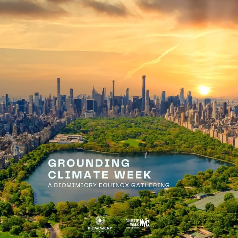 Grounding Climate Week: A Biomimicry Equinox Gathering · Luma